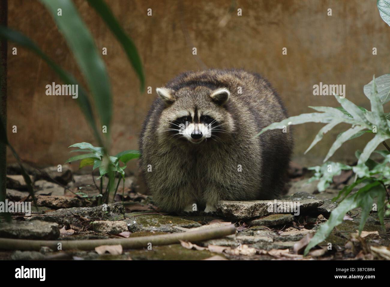 Fat raccoon hi-res stock photography and images - Alamy