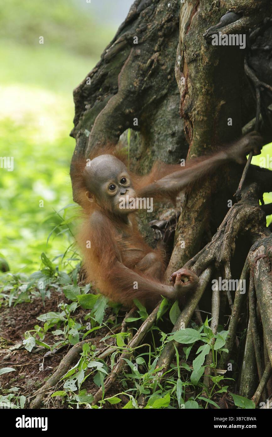 Primate biodiversity hi-res stock photography and images - Alamy