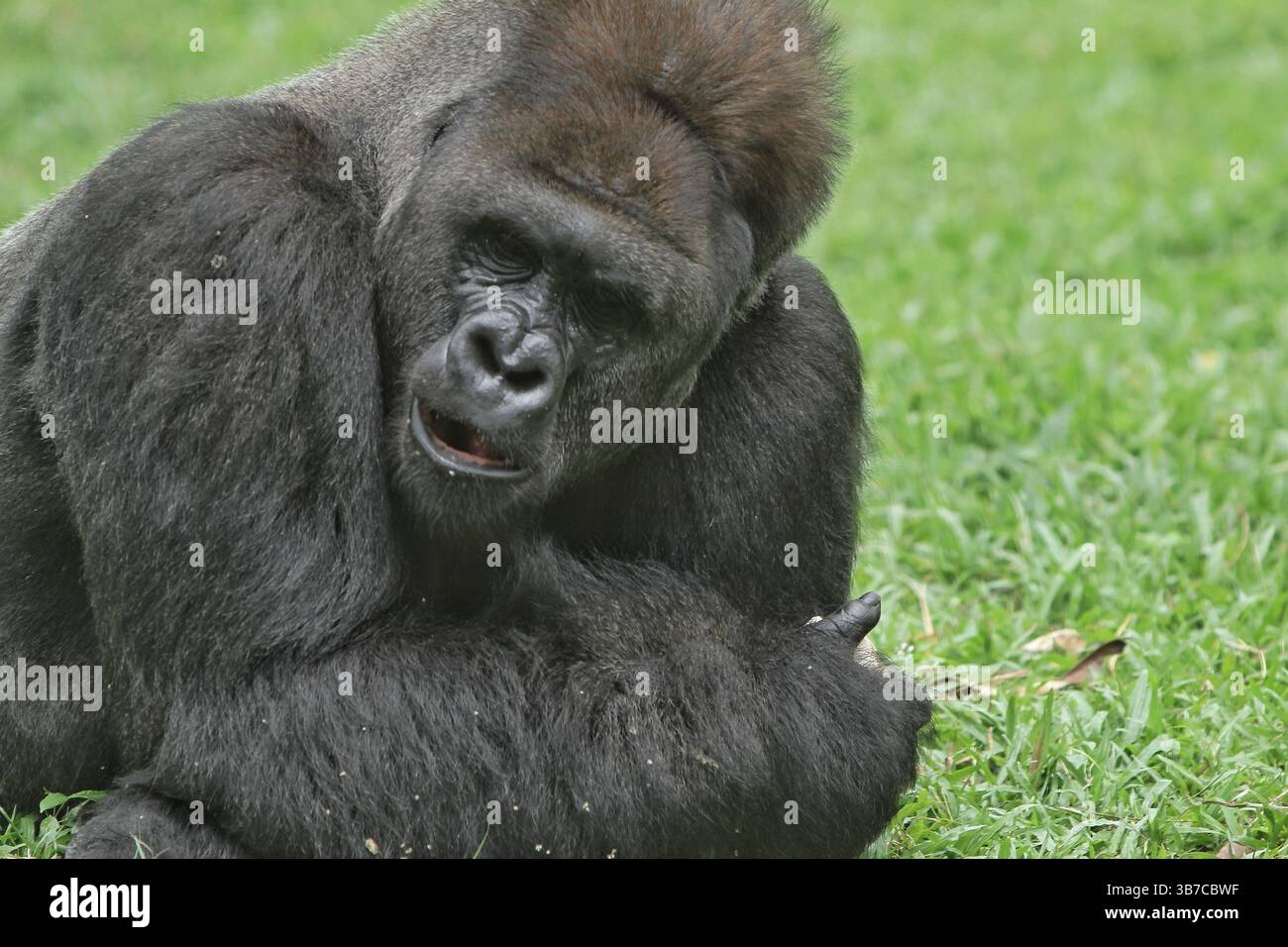 Primate habitat ecosystem hi-res stock photography and images - Alamy
