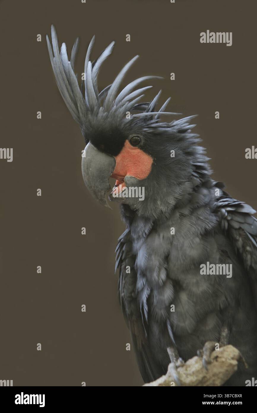 Beautiful macaw parrot bird standing hi-res stock photography and ...