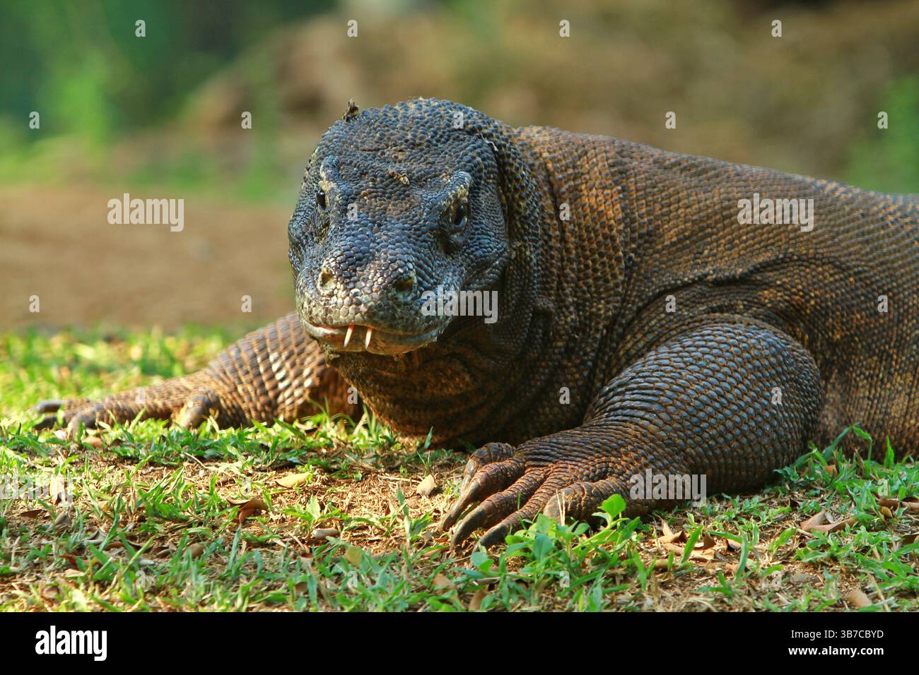 A Komodo dragon crawling in the grass during the day Stock Photo - Alamy