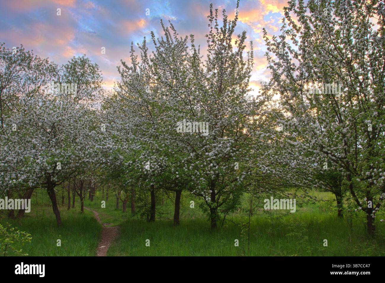 Blossoming orchard with a trail winding through the trees under a ...