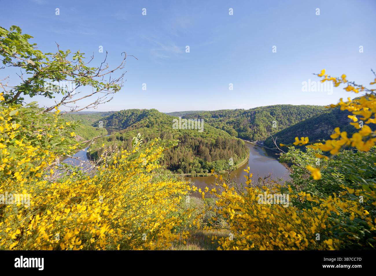 Panoramic view of the “Saarschleife” with blooming broom / Genista from ...