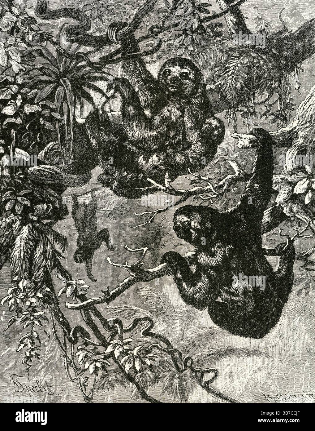 Scythe shaped claws hi-res stock photography and images - Alamy