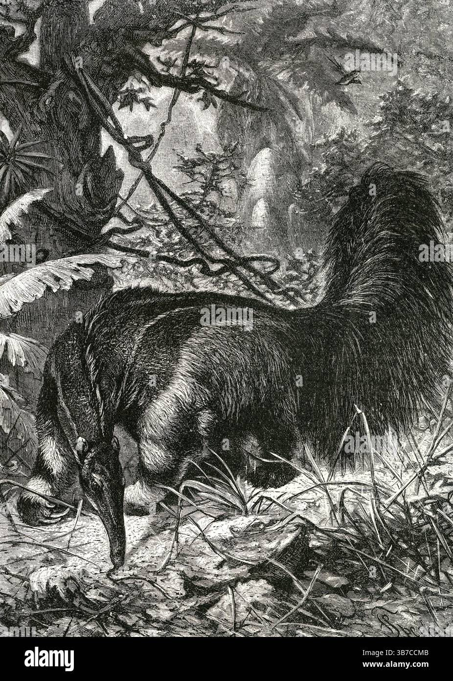 GREAT ANT-EATER OR ANT-BEAR ( Giant anteater / Myrmecophaga jubata ...