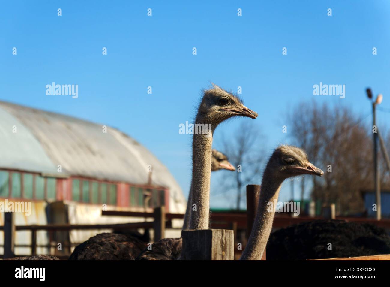 Two ostriches stand close together on a farm, looking around curiously ...