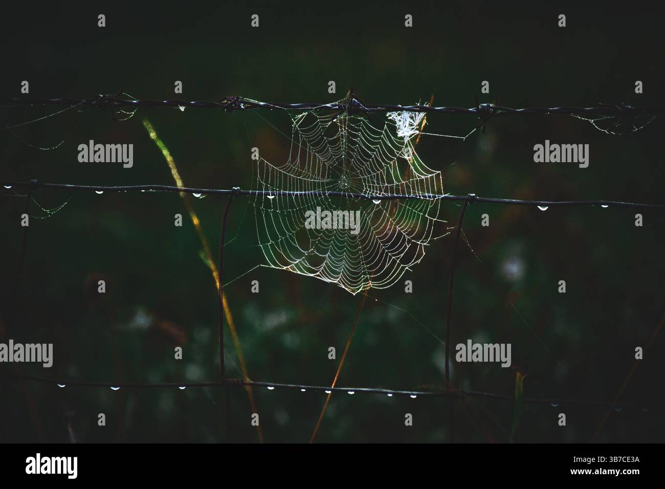 Autumn cobweb woodland hi-res stock photography and images - Alamy