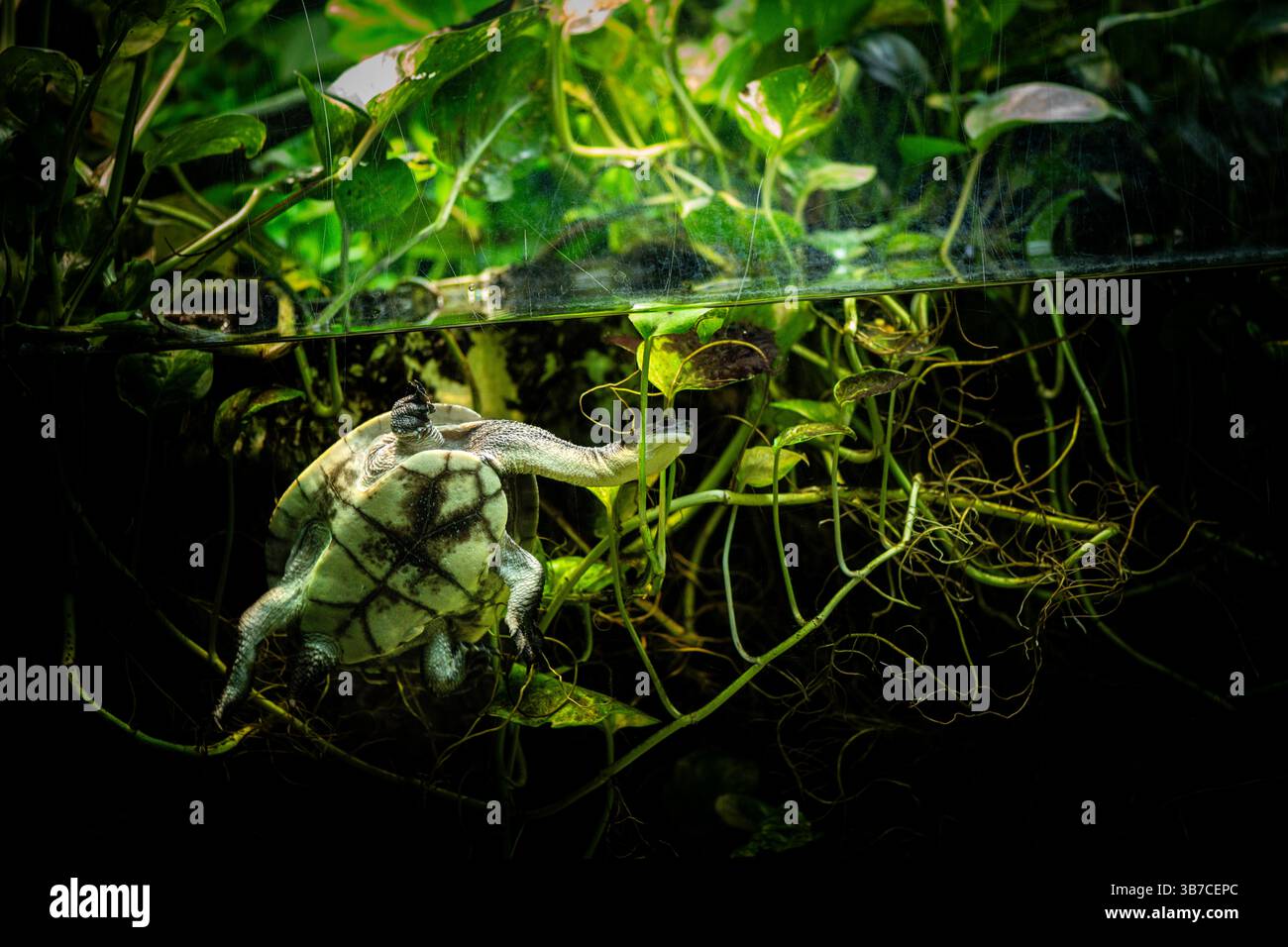 Turtle swimming in the aquarium Stock Photo - Alamy