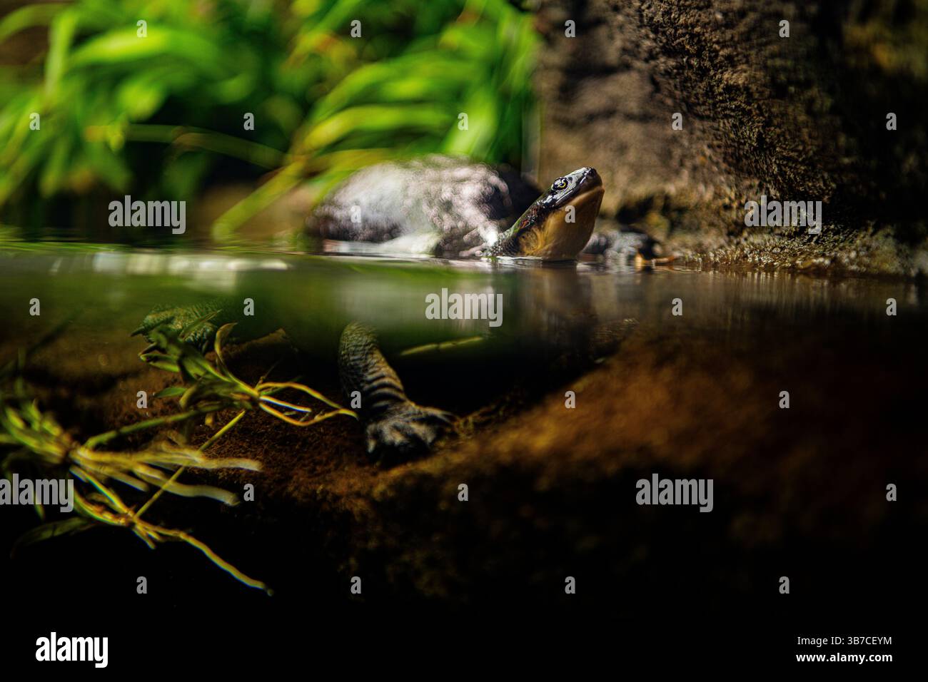 Turtle swimming in the aquarium Stock Photo - Alamy