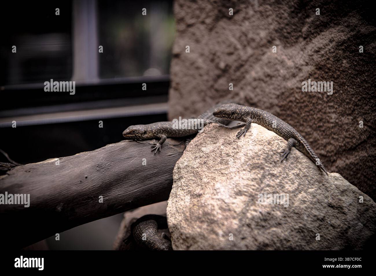 Cute baby lizard at the zoo Stock Photo - Alamy