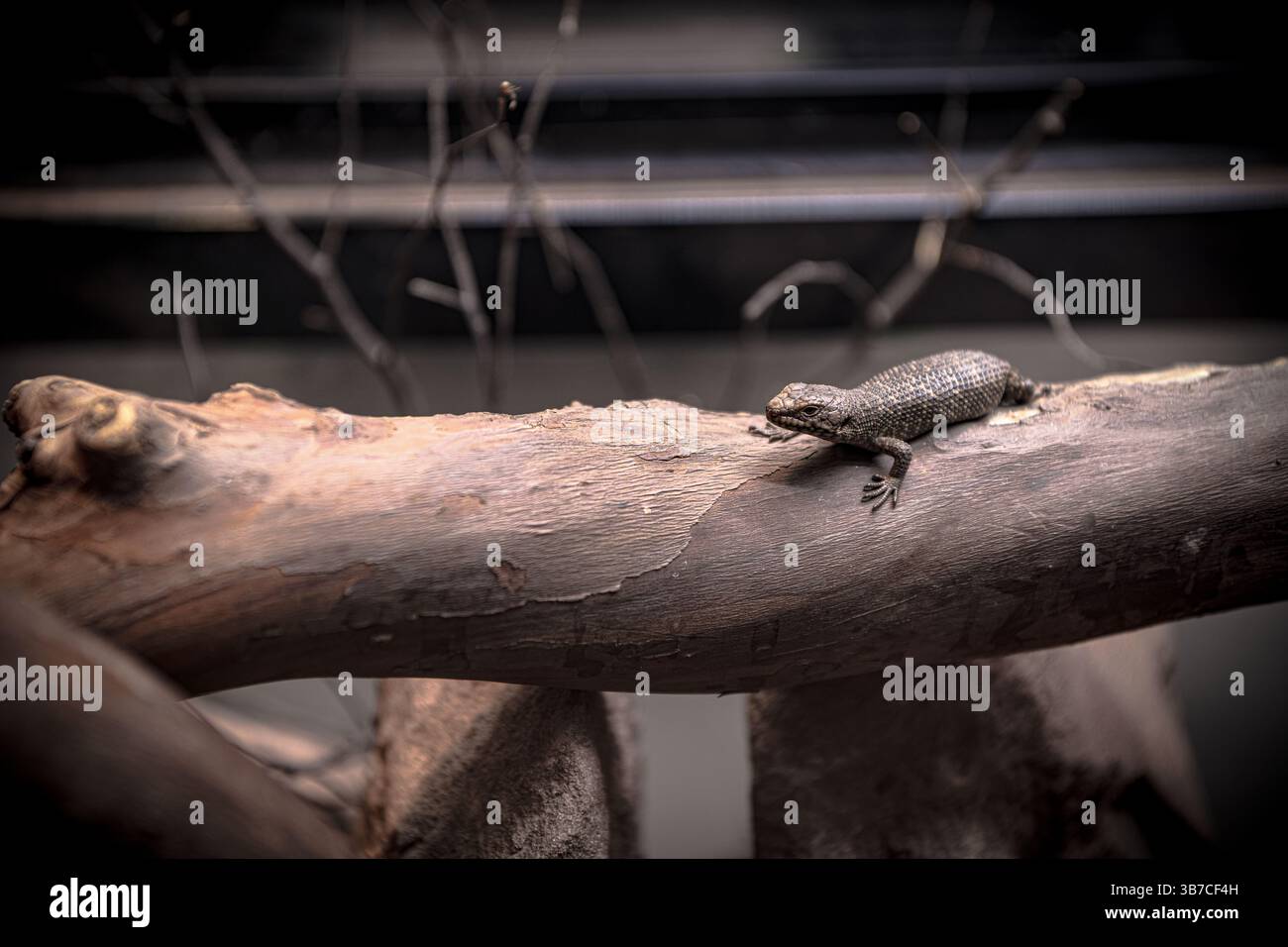 Baby tank hi-res stock photography and images - Alamy