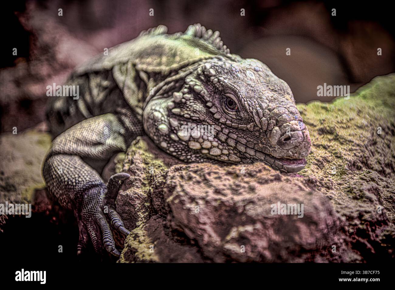 Habitat warm tropical hi-res stock photography and images - Alamy