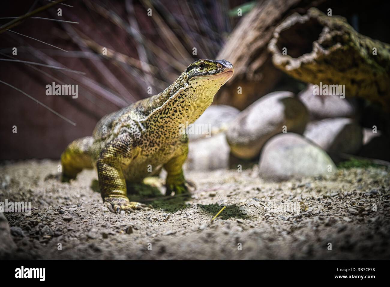 Large lizard in the desert looking at the camera Stock Photo - Alamy