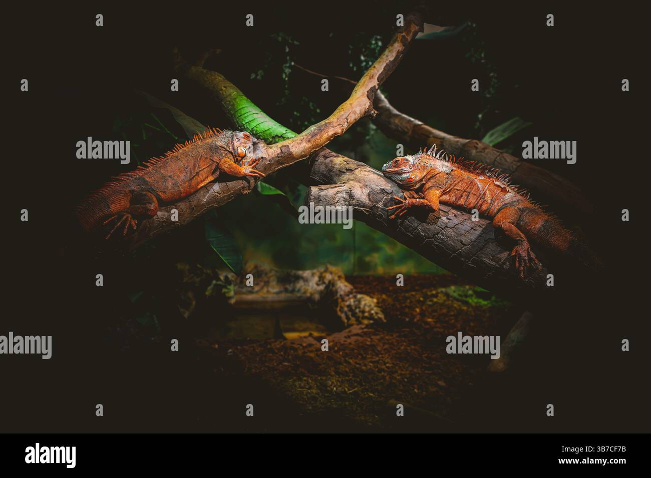 Iguana tree cold hi-res stock photography and images - Alamy