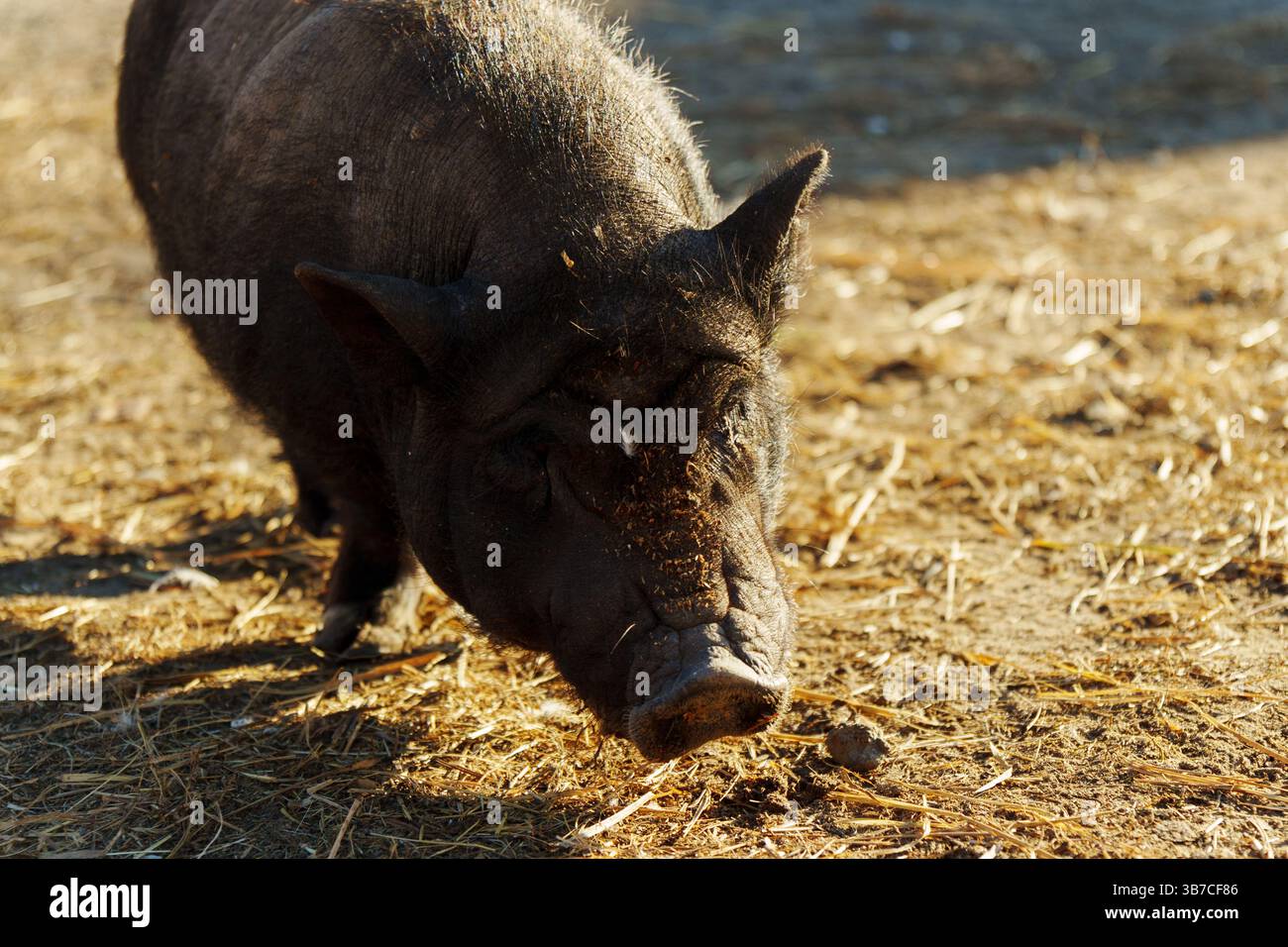 Curious pig explores the farmyard while sunlight bathes the rustic ...