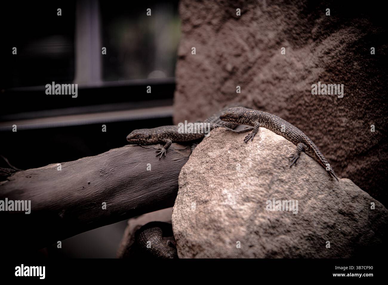 Scales of lizard hi-res stock photography and images - Alamy