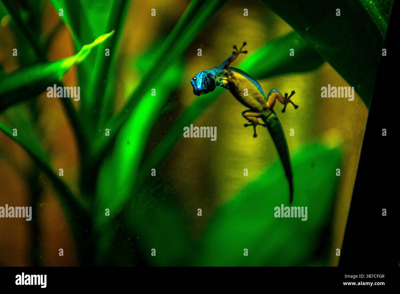 Vibrant gecko close up hi-res stock photography and images - Alamy