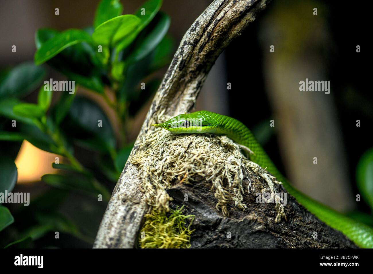 Green tree snake in jungle hi-res stock photography and images - Alamy