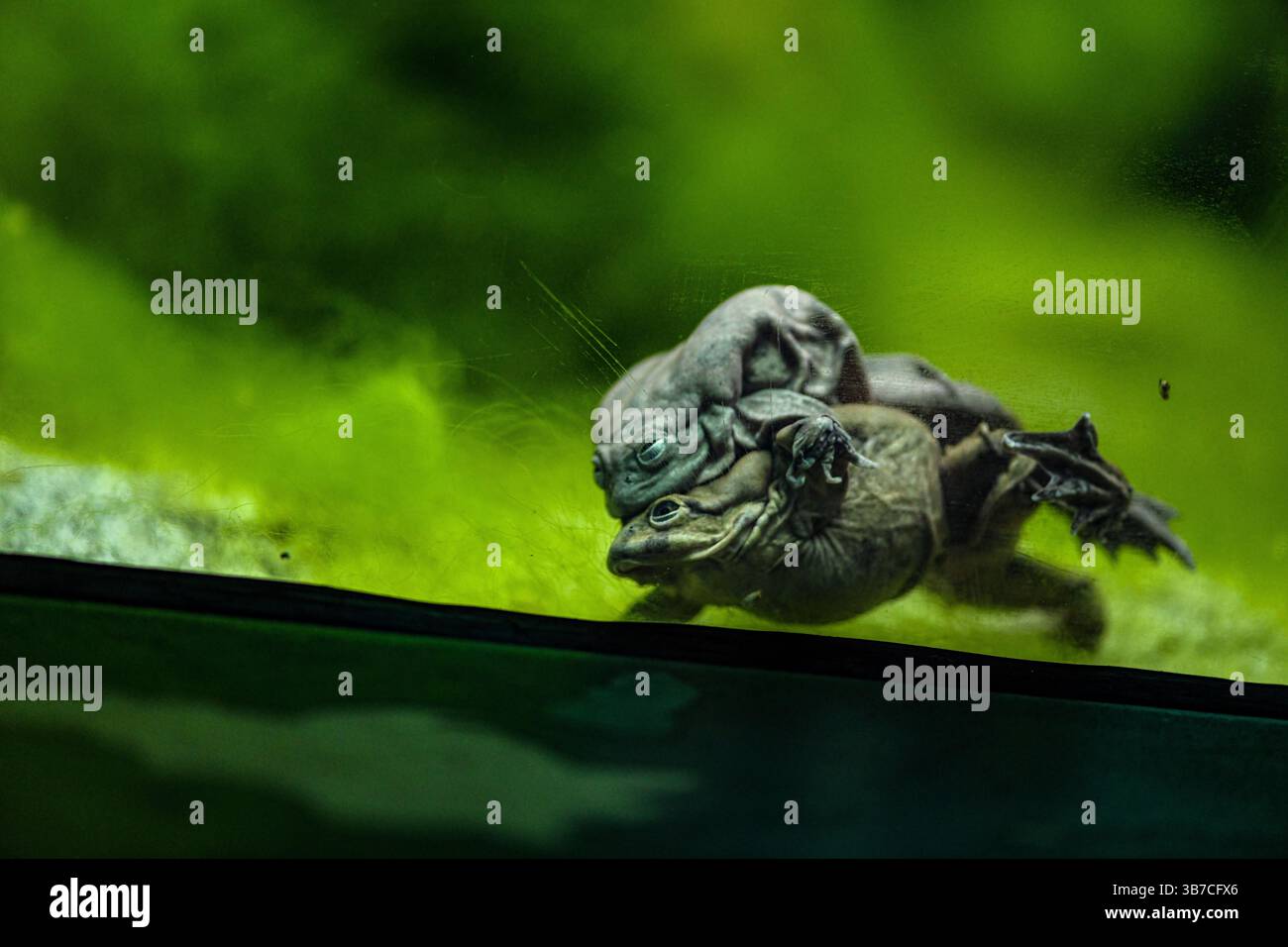 Titicaca water frogs hi-res stock photography and images - Alamy