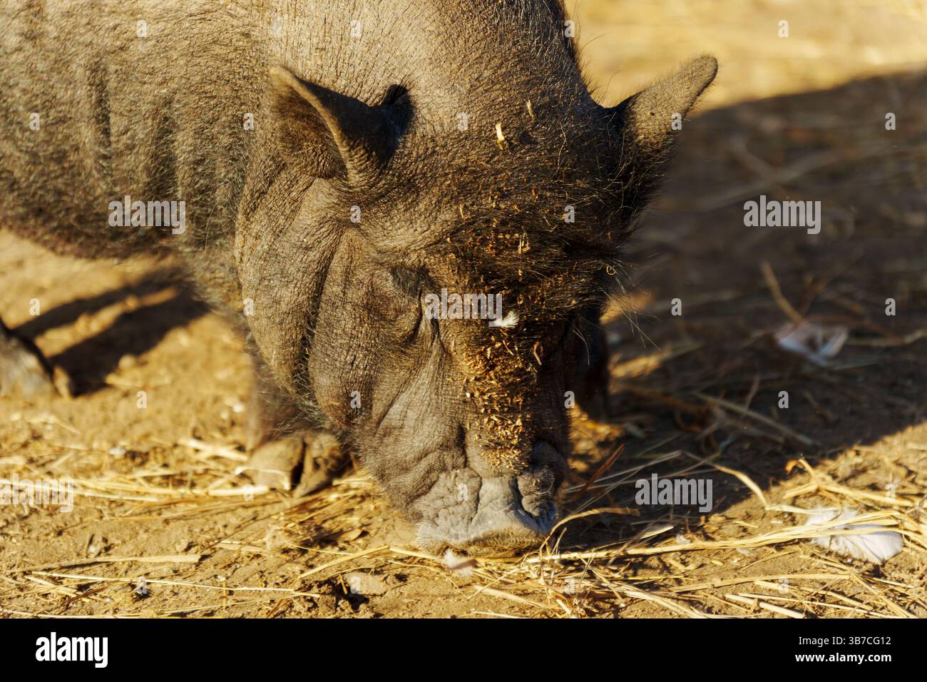 Curious pig explores a sunlit farmyard, digging through golden earth ...