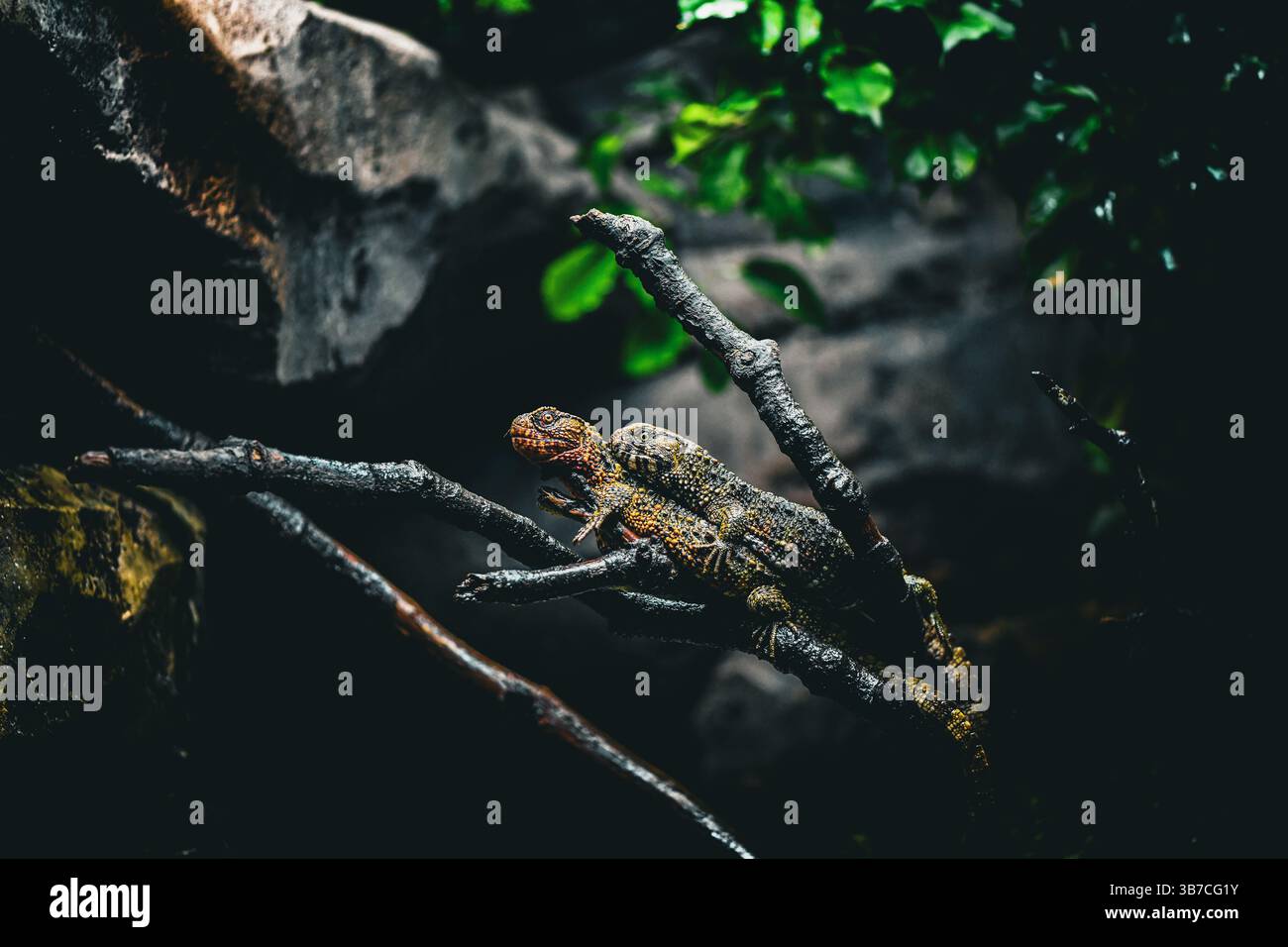 Two lizards hugging on a branch Stock Photo - Alamy