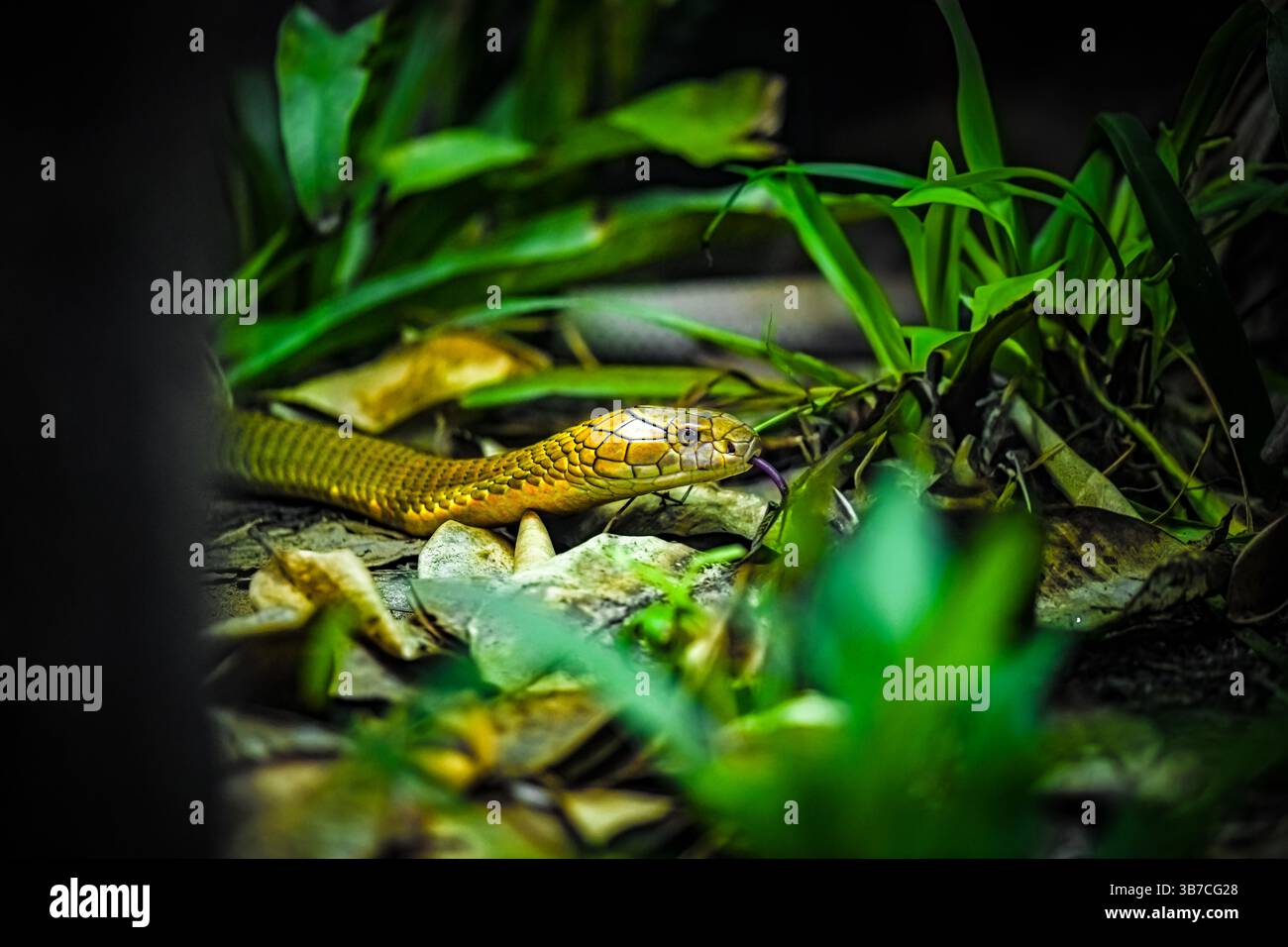 Slithering venomous snake at the zoo Stock Photo - Alamy