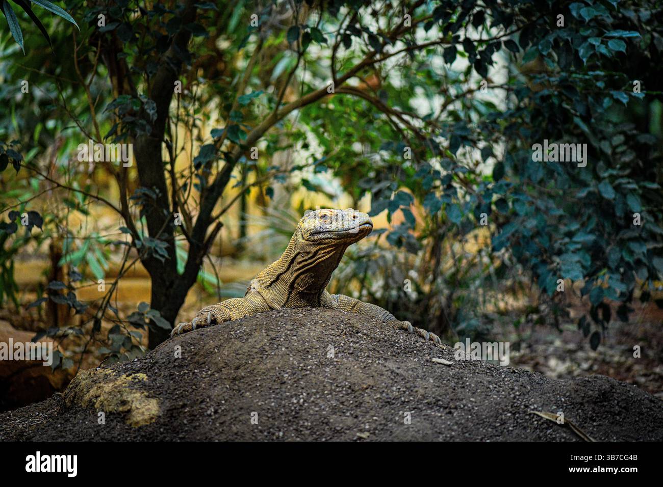 Komodo dragon in enclosure hi-res stock photography and images - Alamy