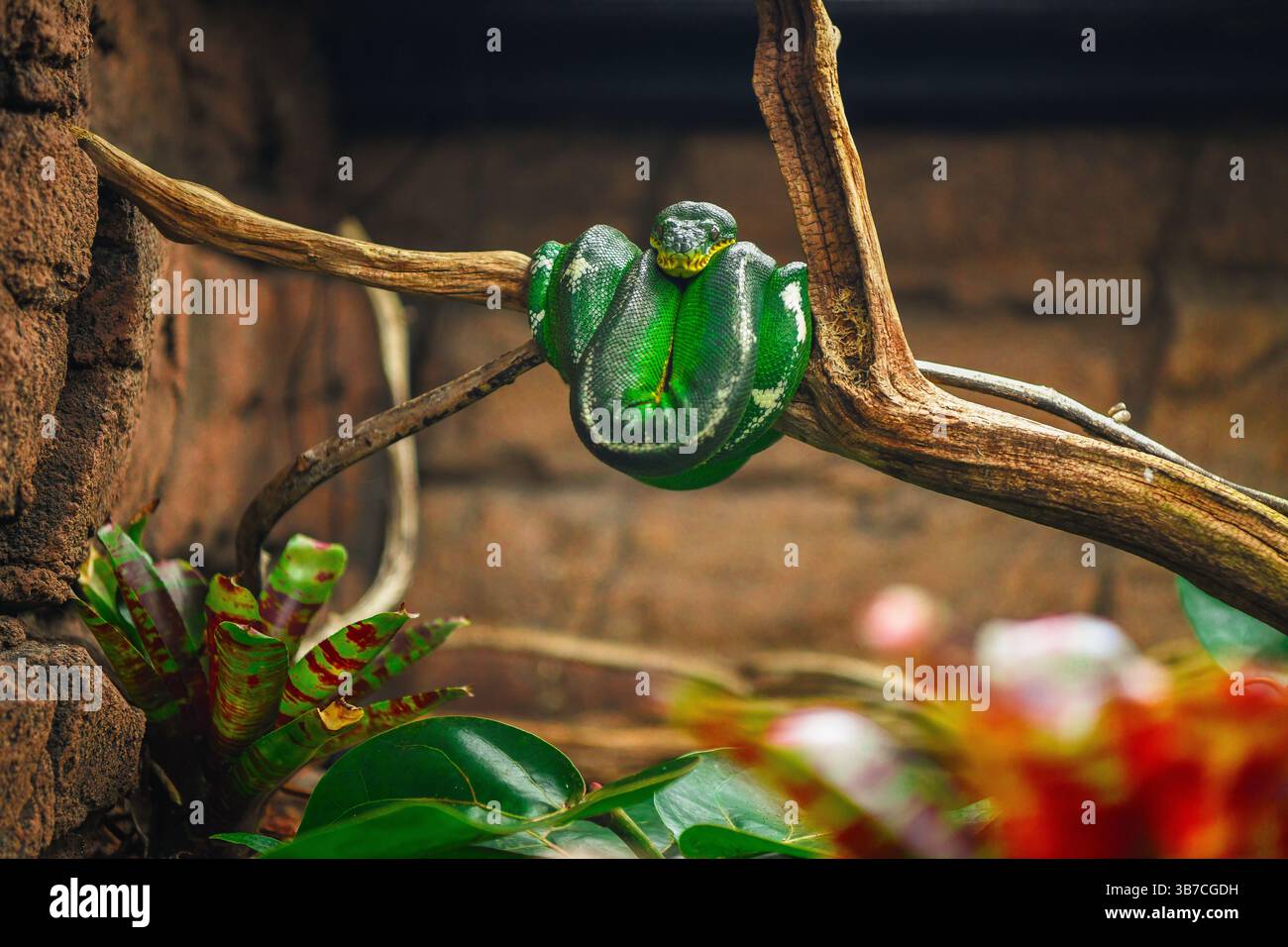 Green tree snake in jungle hi-res stock photography and images - Alamy