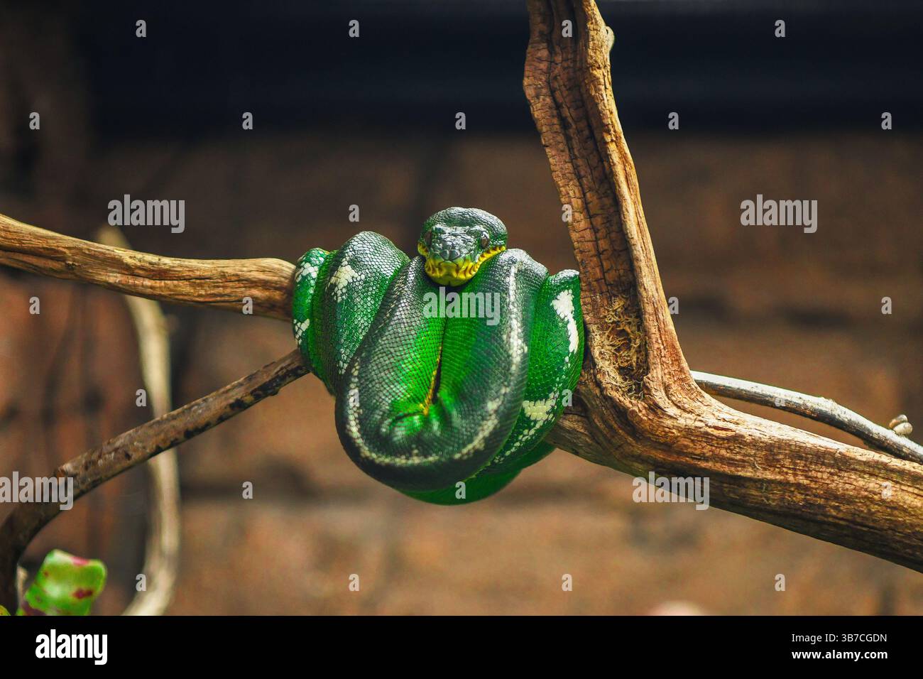 Close up green python curled hi-res stock photography and images - Alamy