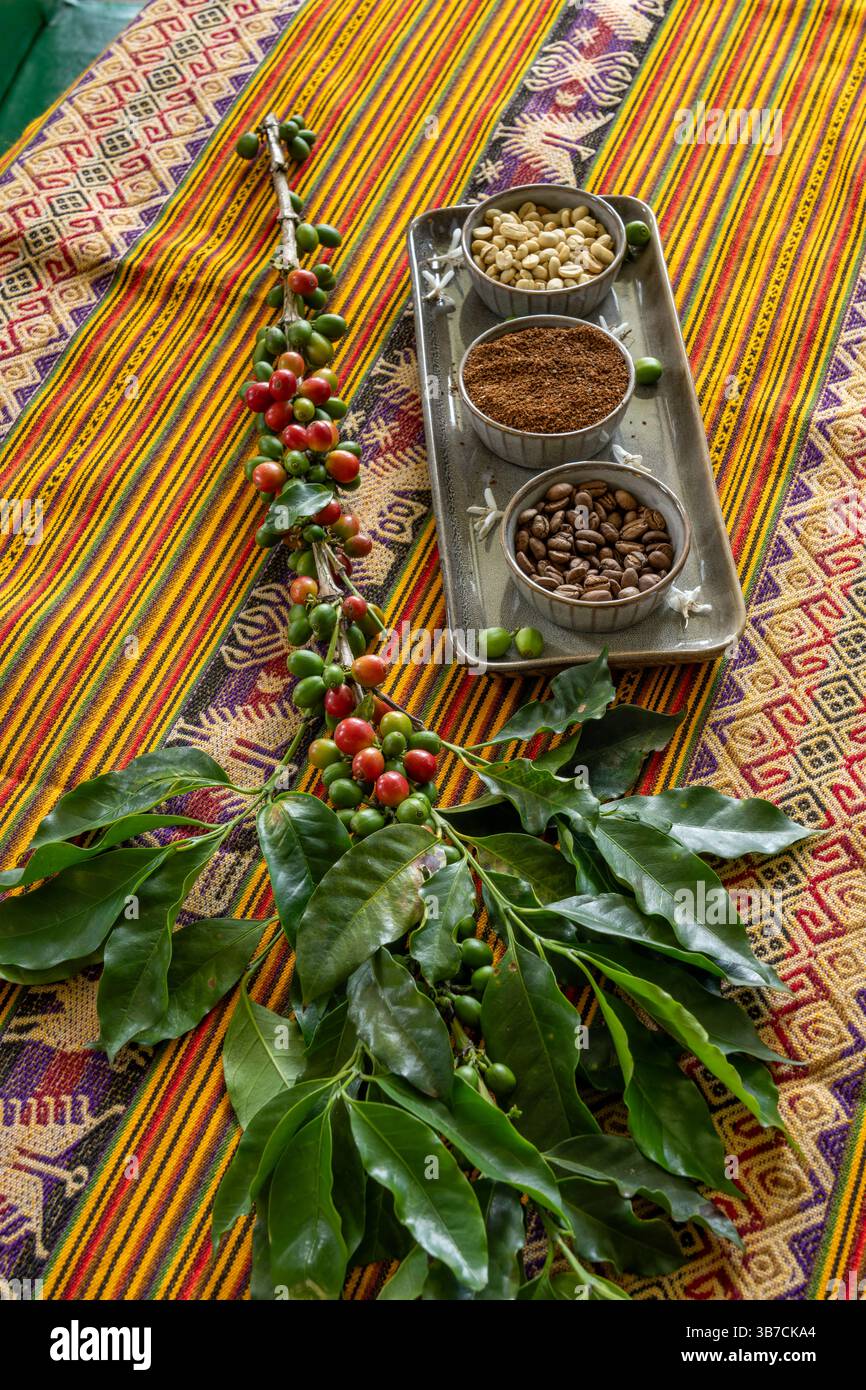 A branch of coffee cherries with bowls of green, roasted & ground ...