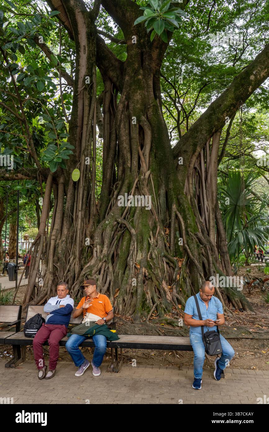 Men sitting under a giant fig tree in the Parque Bolivar or Bolivar ...