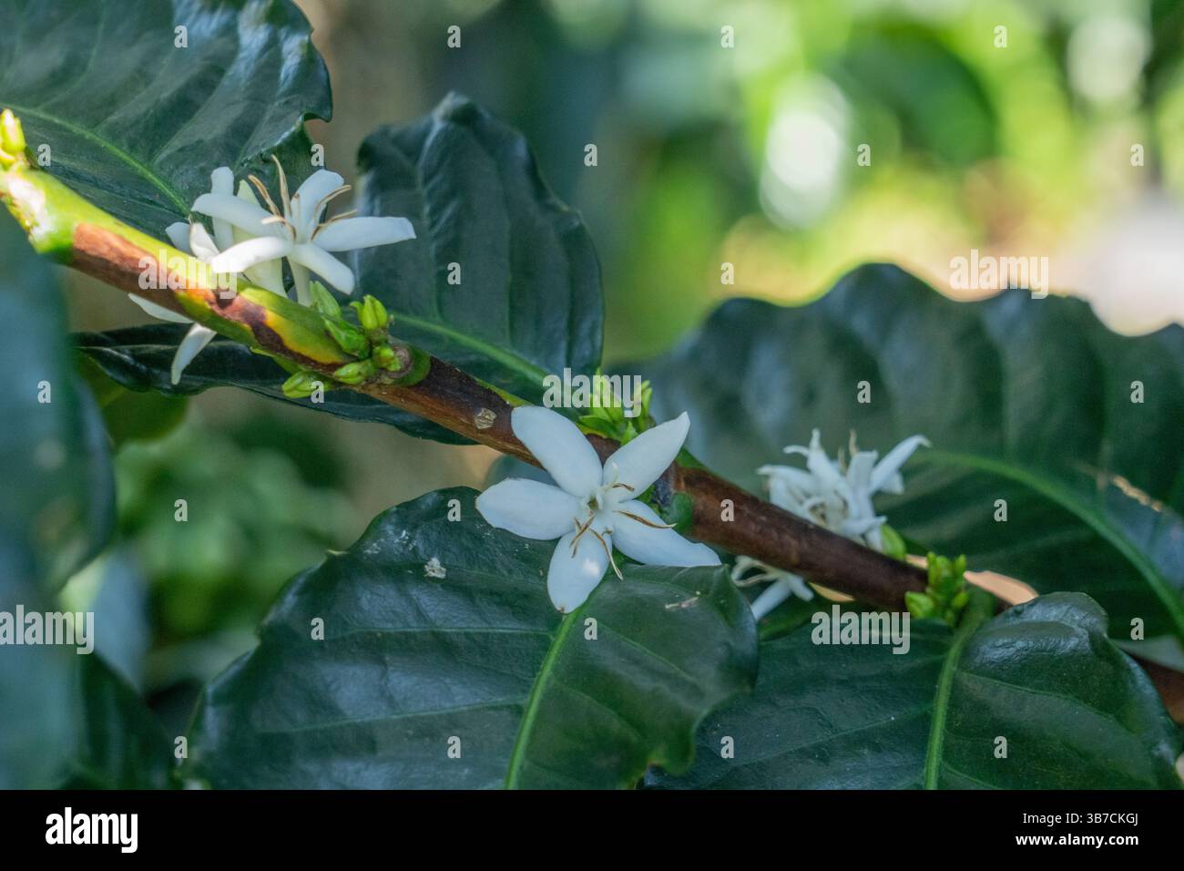 Coffee flowers blooming on a small coffee plantation in Colombia Stock ...