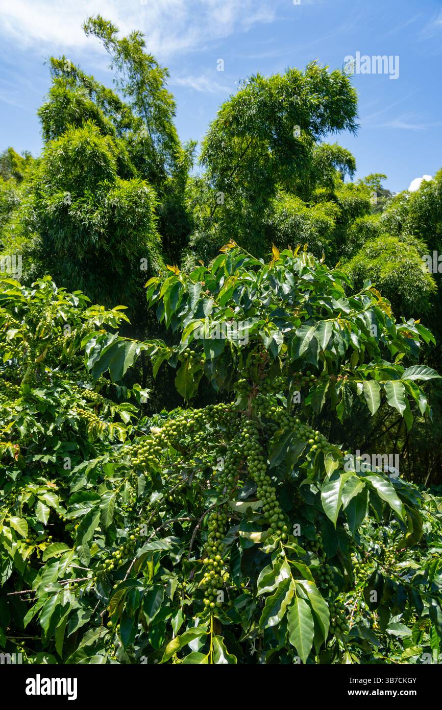 Coffee trees or shrubs growing on a small coffee plantation near Jardin ...