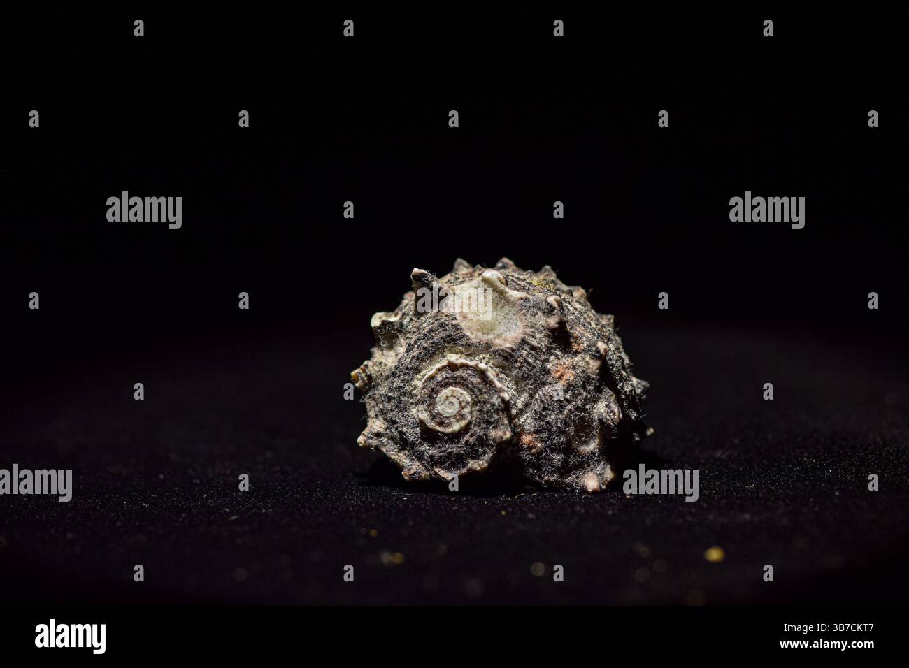 Fossil marine gastropods hi-res stock photography and images - Alamy