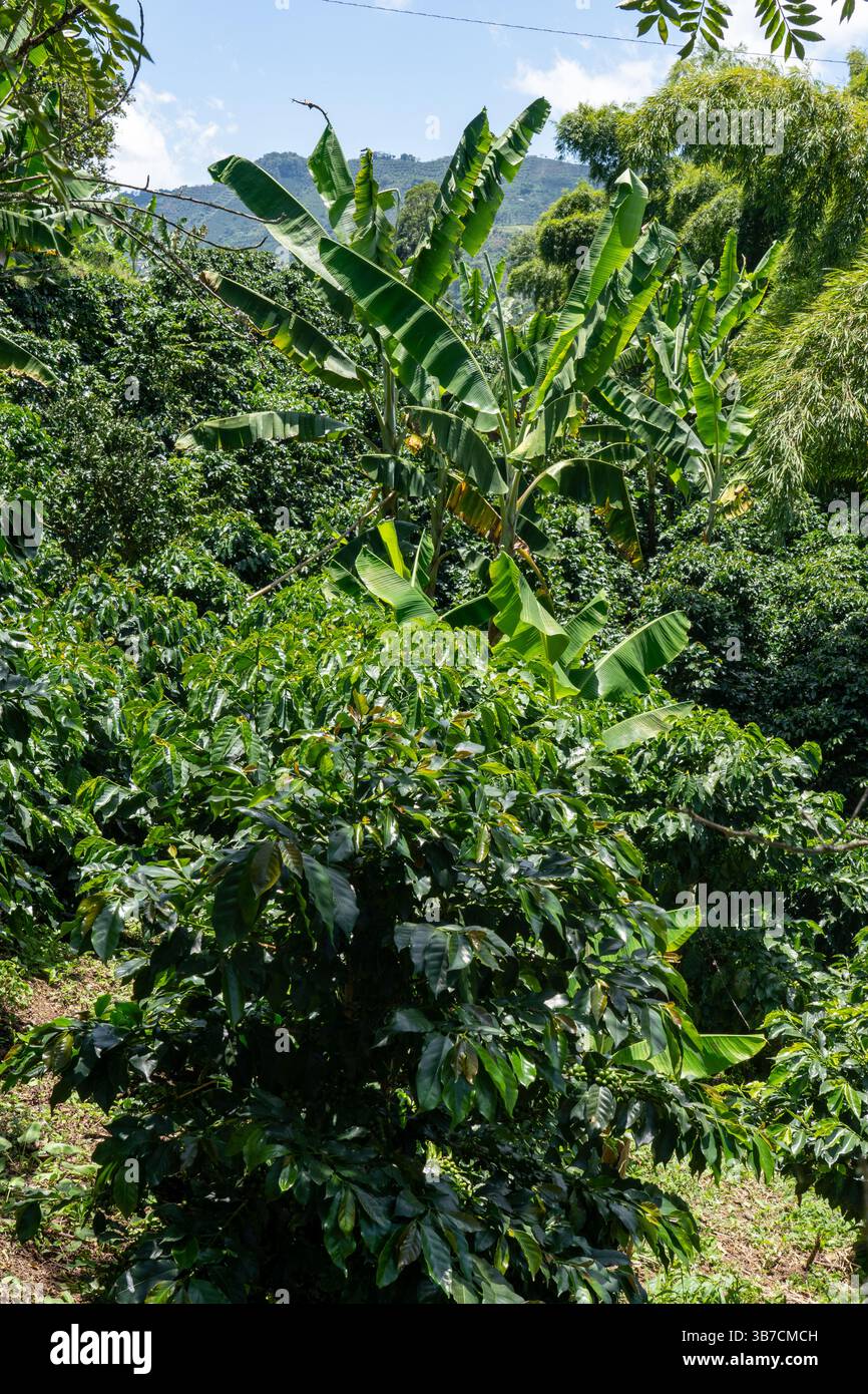 Coffee trees or shrubs growing on a small coffee plantation near Jardin ...