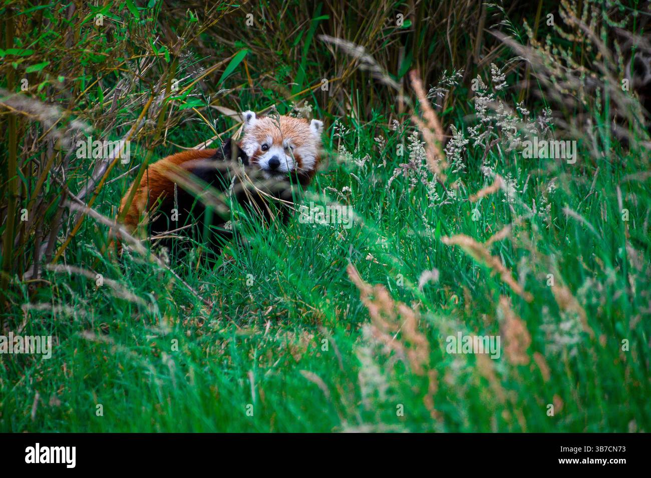 Red panda close up hi-res stock photography and images - Alamy