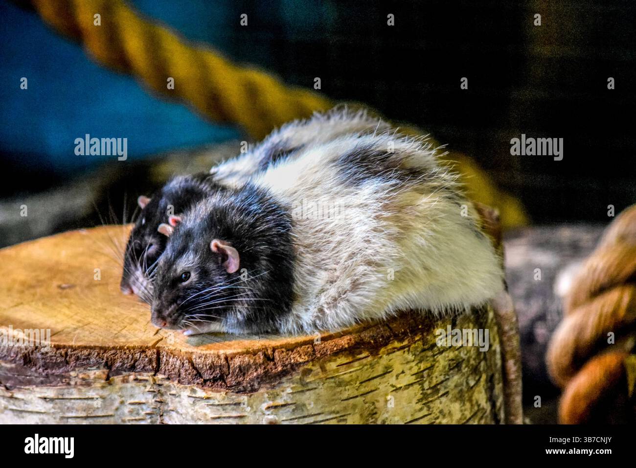 Two rats care hi-res stock photography and images - Alamy