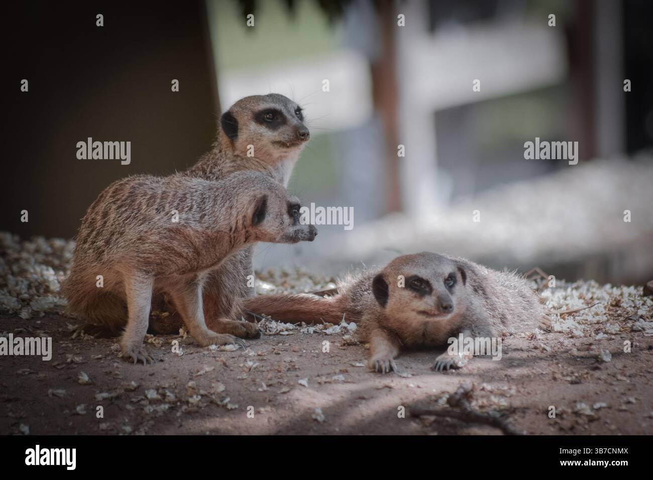 Closeup on meerkat zoo hi-res stock photography and images - Alamy