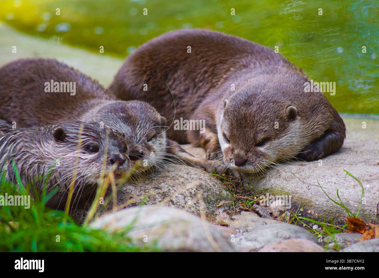 Otter family playing near the river Stock Photo - Alamy