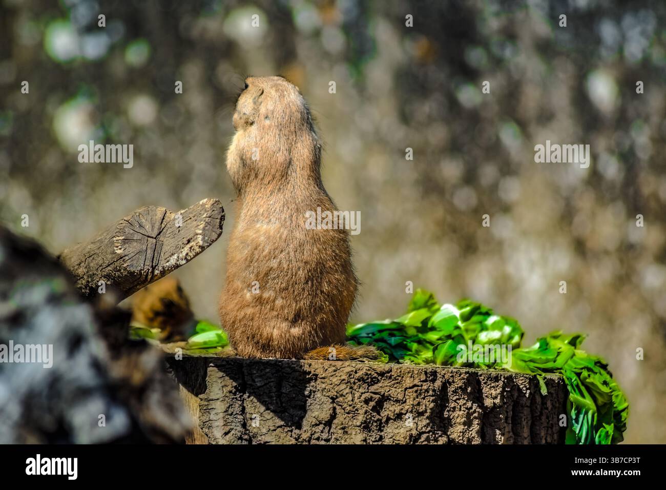 Marmot in american nature hi-res stock photography and images - Alamy