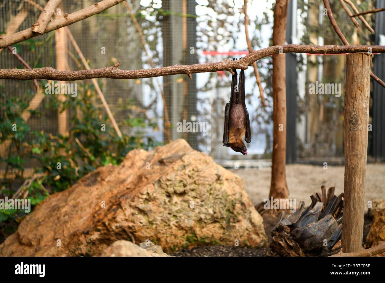 Captive fruit bat hanging hi-res stock photography and images - Alamy