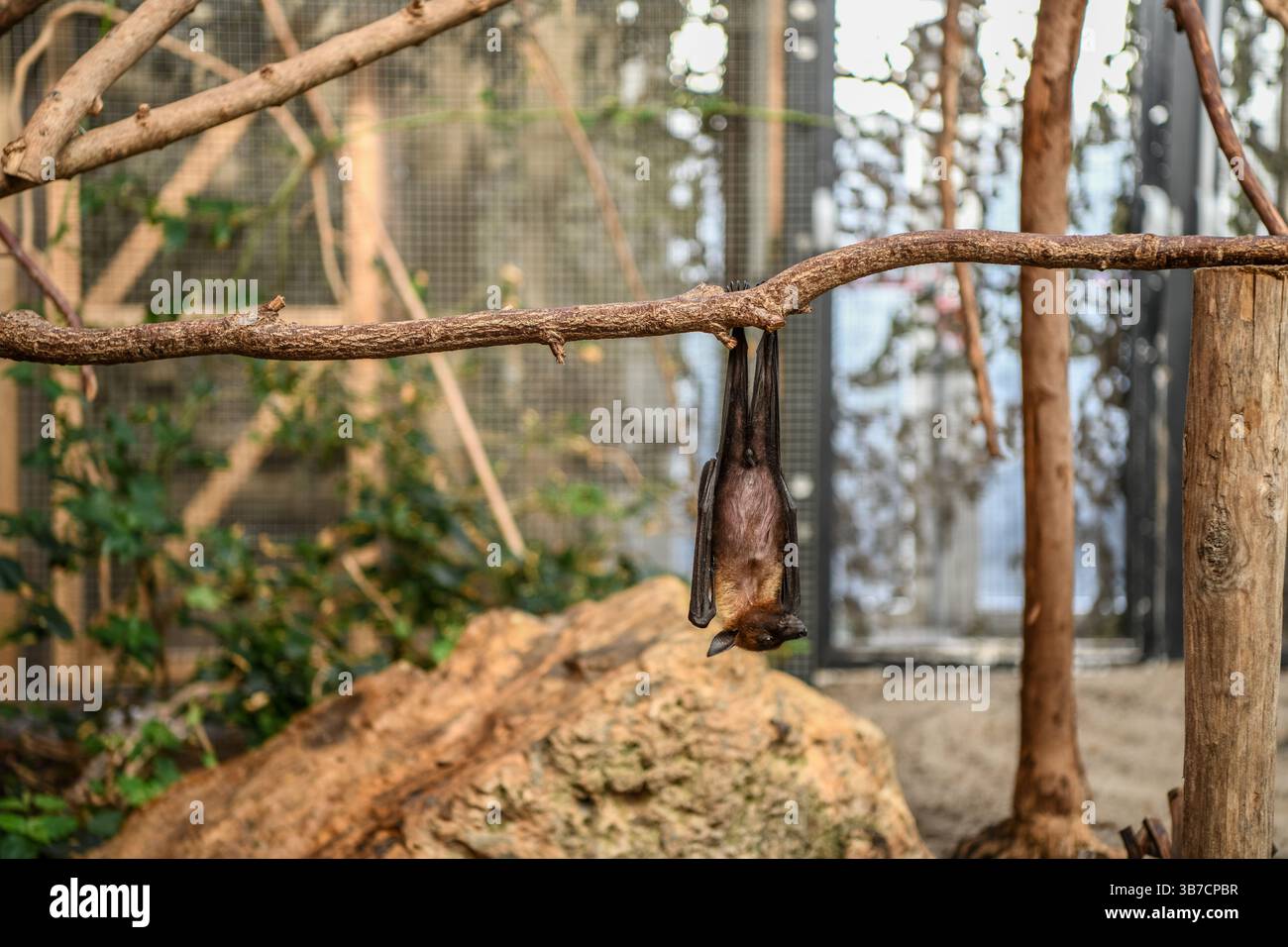 Hanging bat cave hi-res stock photography and images - Alamy