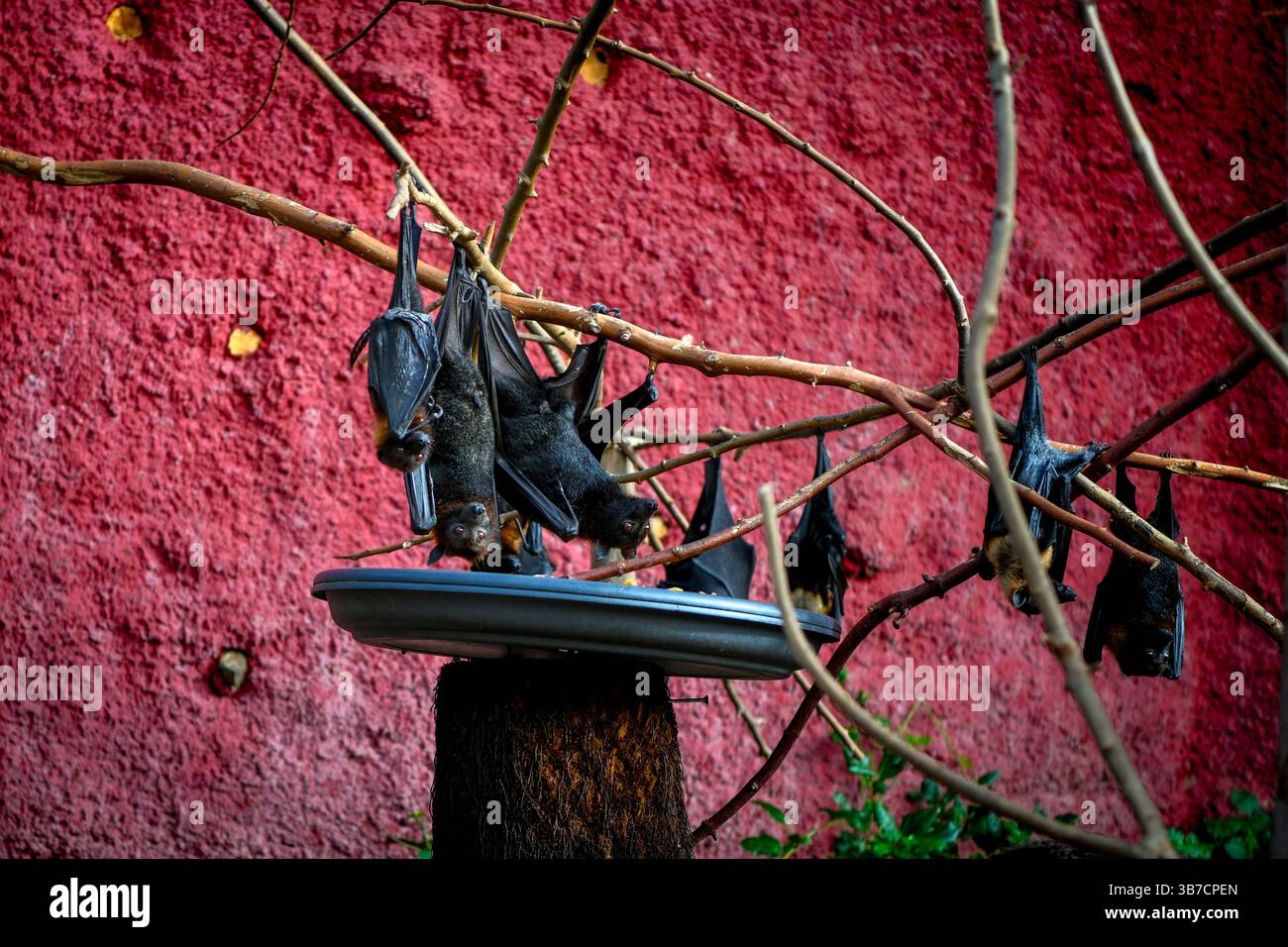 Group animals in zoo hi-res stock photography and images - Alamy