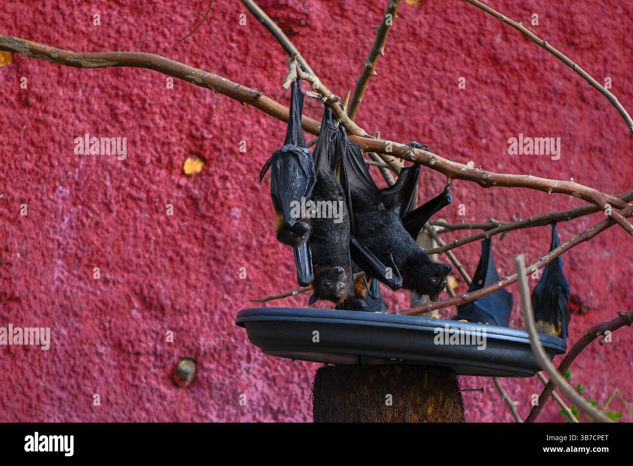A group of bats at the zoo Stock Photo - Alamy