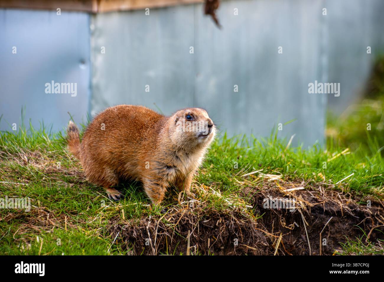 Marmot marmota eating in hi-res stock photography and images - Alamy