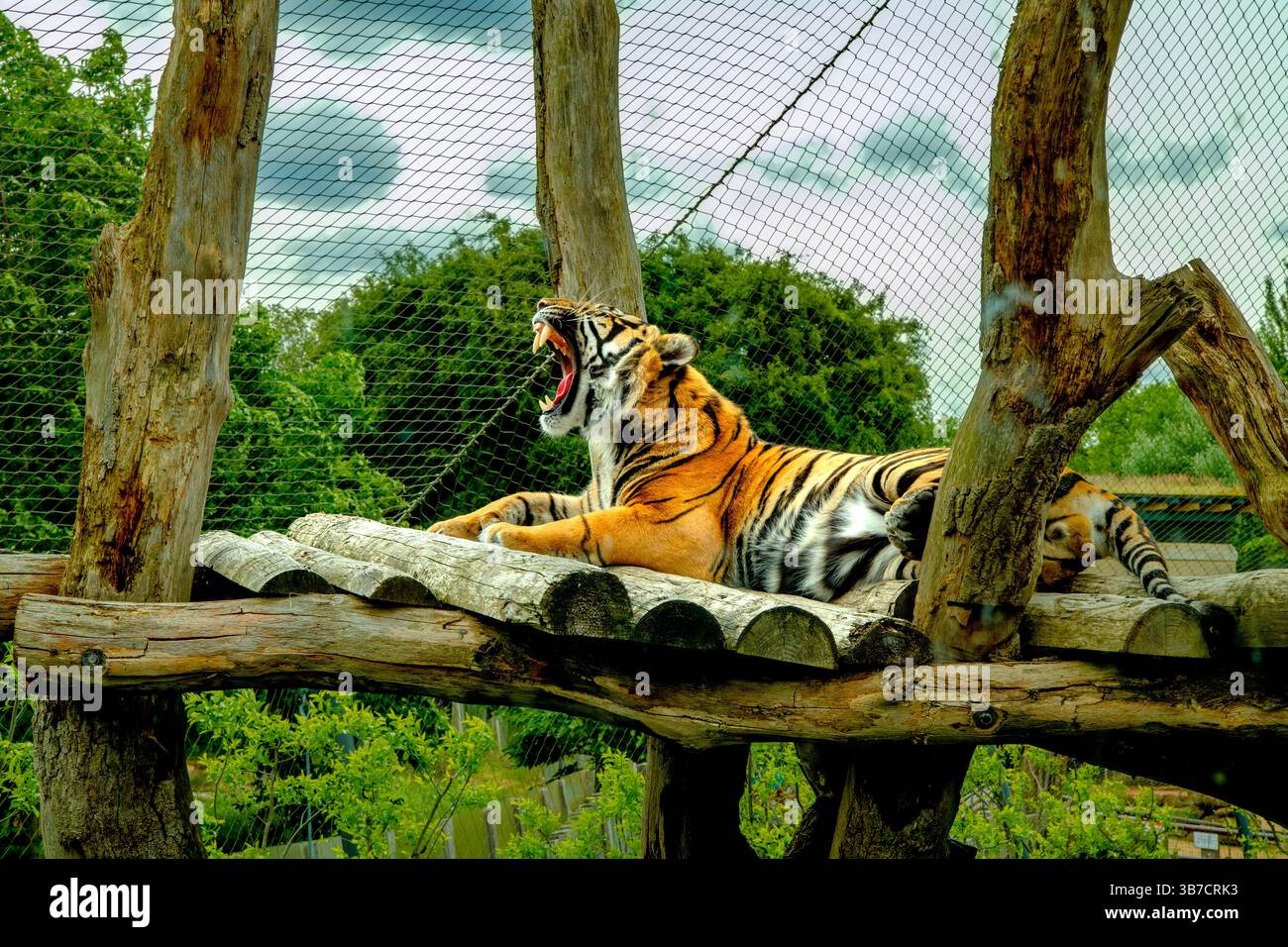 Tiger enclosure design hi-res stock photography and images - Alamy