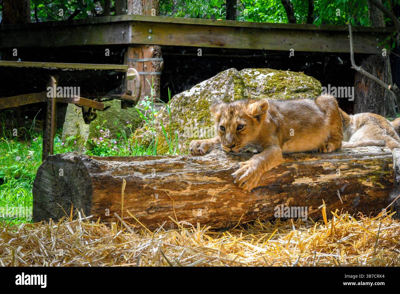 Lion cub resting in the garden at the zoo Stock Photo - Alamy