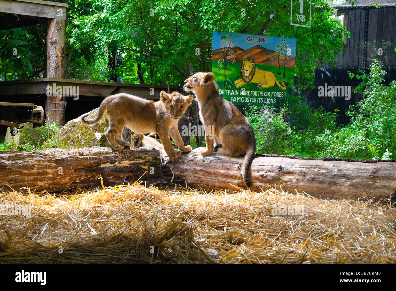 Two playful lion cubs hi-res stock photography and images - Alamy
