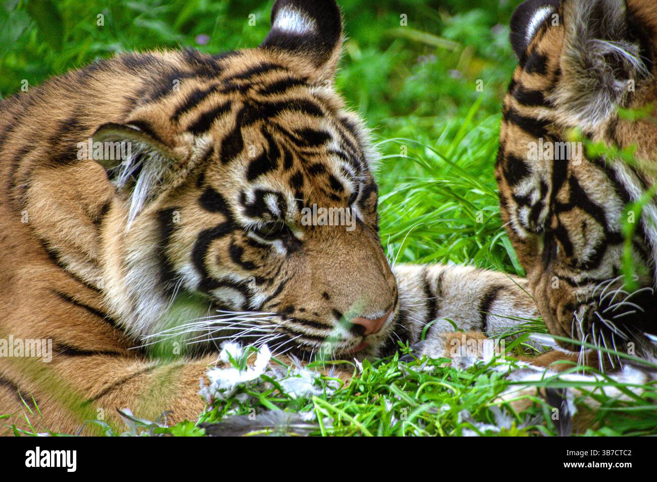 Cuddling tiger cubs hi-res stock photography and images - Alamy