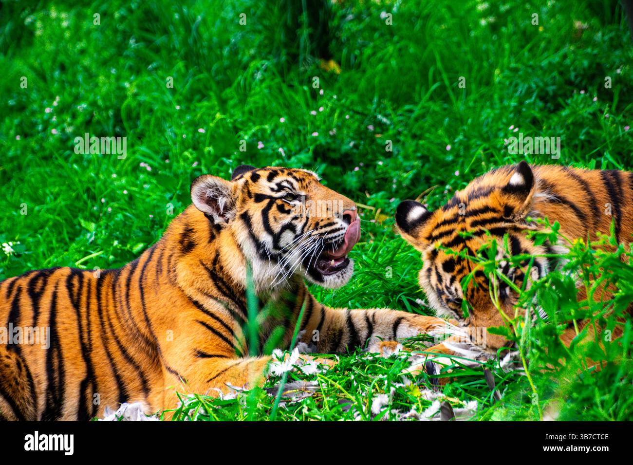 Cuddling tiger cubs hi-res stock photography and images - Alamy